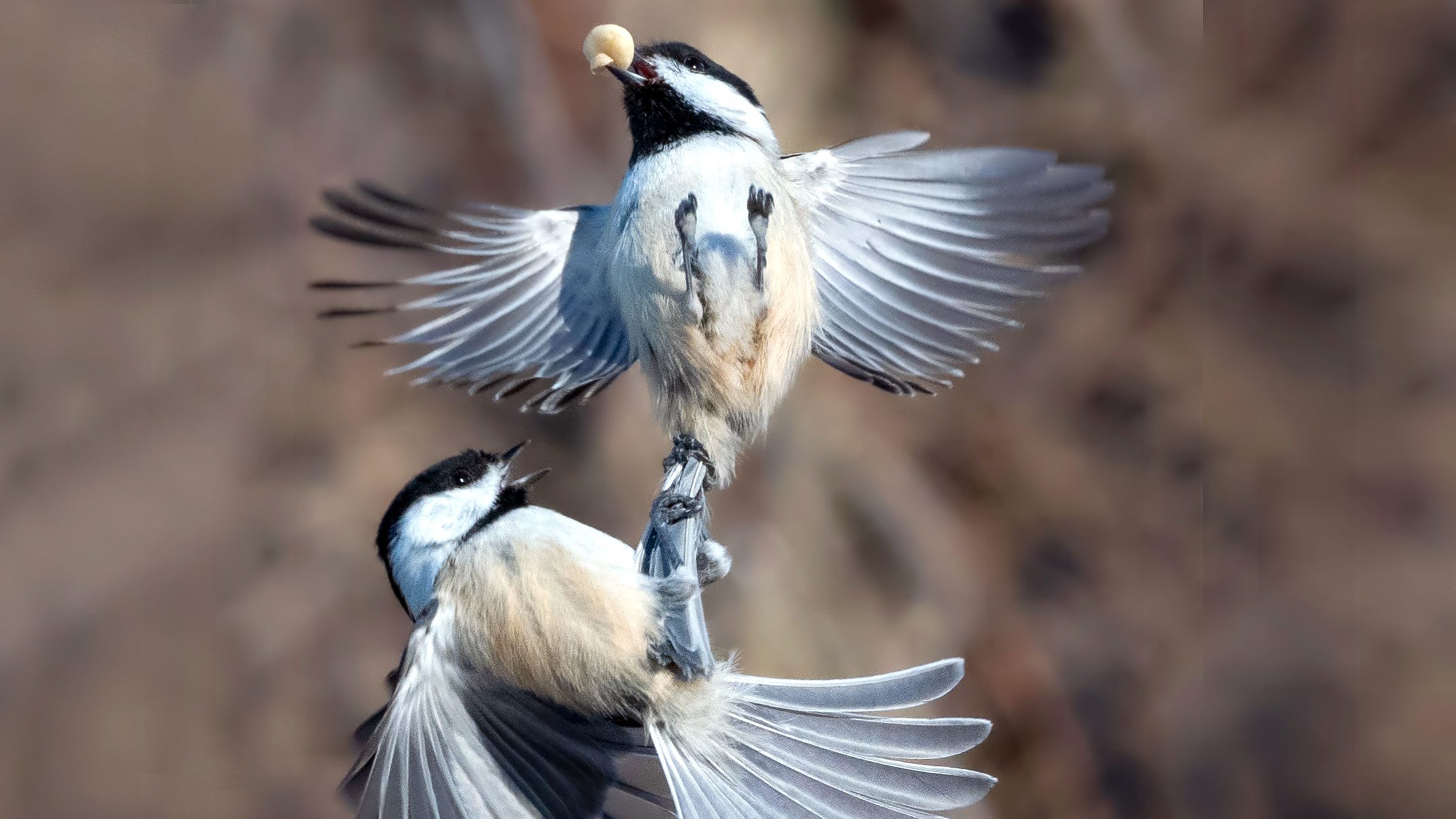 Gallery: Chickadees Tussle Over a Peanut | Living Bird | All About Birds