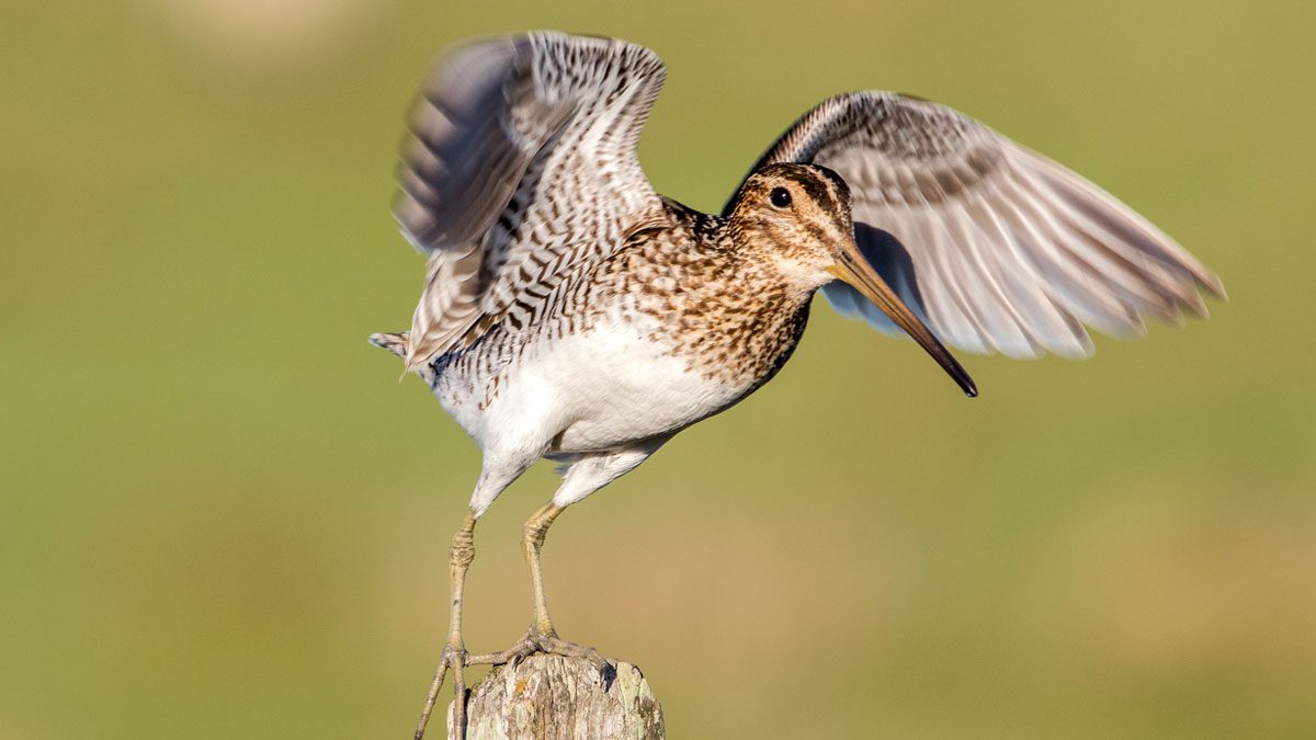 Birding with Technology in the Year 2025: Our Predictions | Living Bird ...