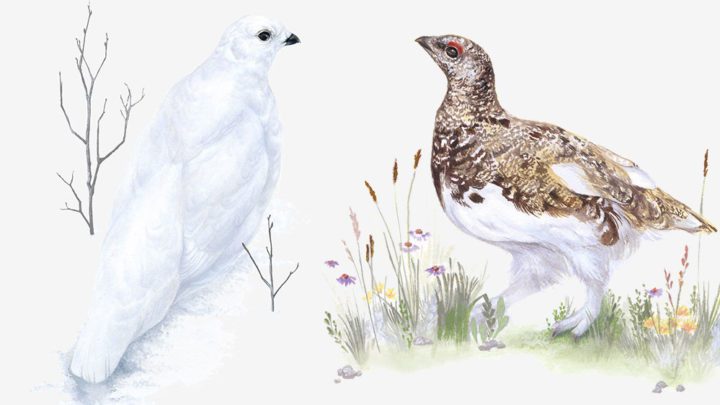 Bird ID Skills | All About Birds