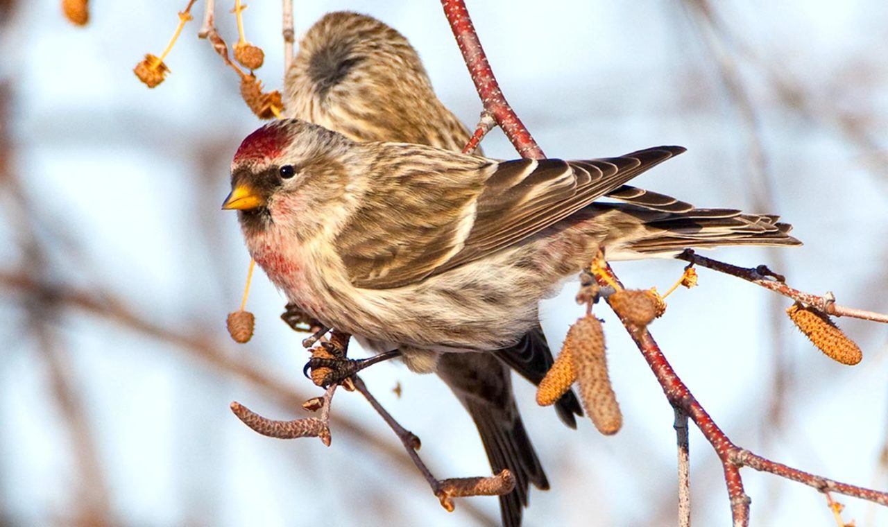 How Ron Pittaway Developed His Acclaimed Winter Finch Forecast | Living ...