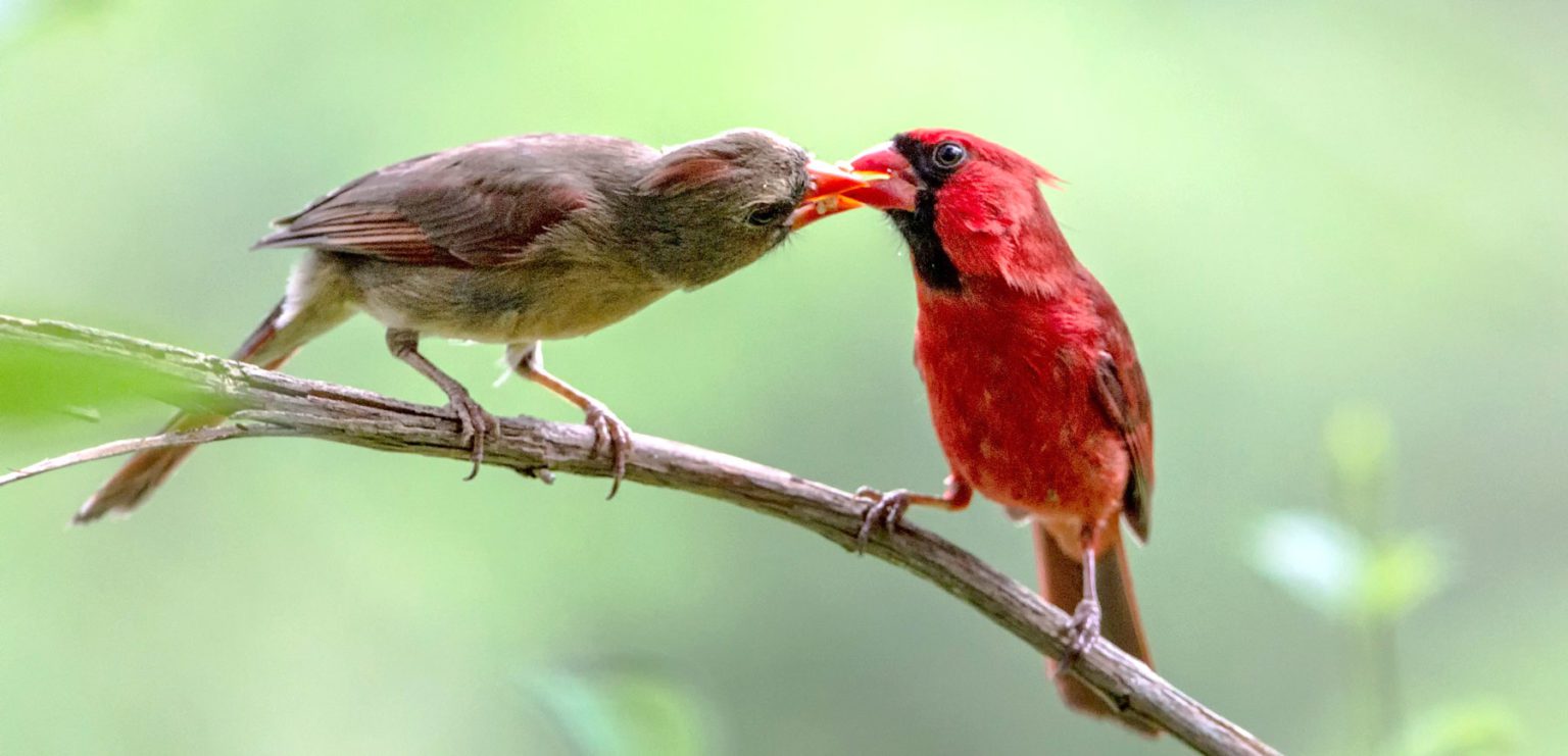 How Do Birds "Fall in Love"? A Look at Courtship Displays | All About Birds