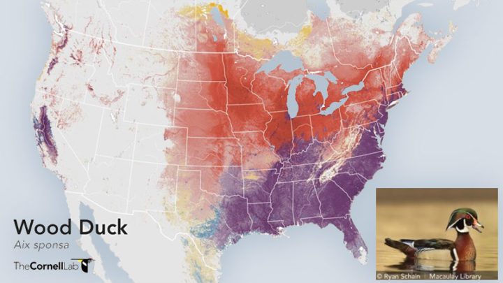 eBird | All About Birds