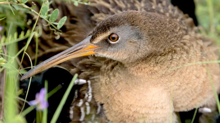 Sea Change: As Sea Levels Rise, Can Saltmarshes Be Saved? | Living Bird ...