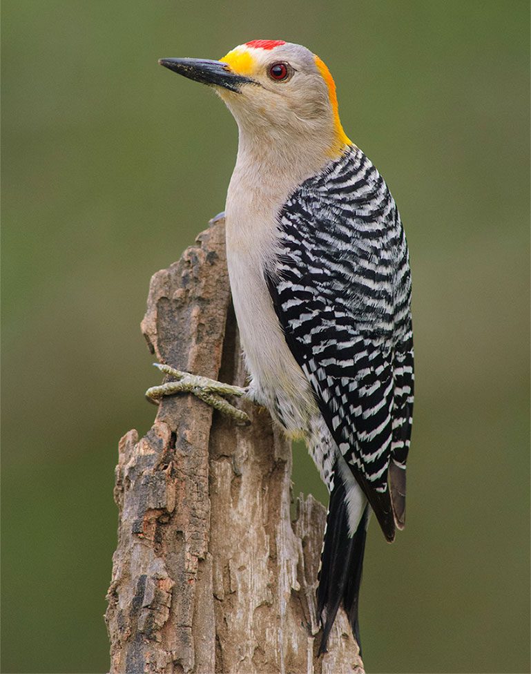 4 Ideas for Your Feeder Setup That Deliver Great Bird Photos | Living ...