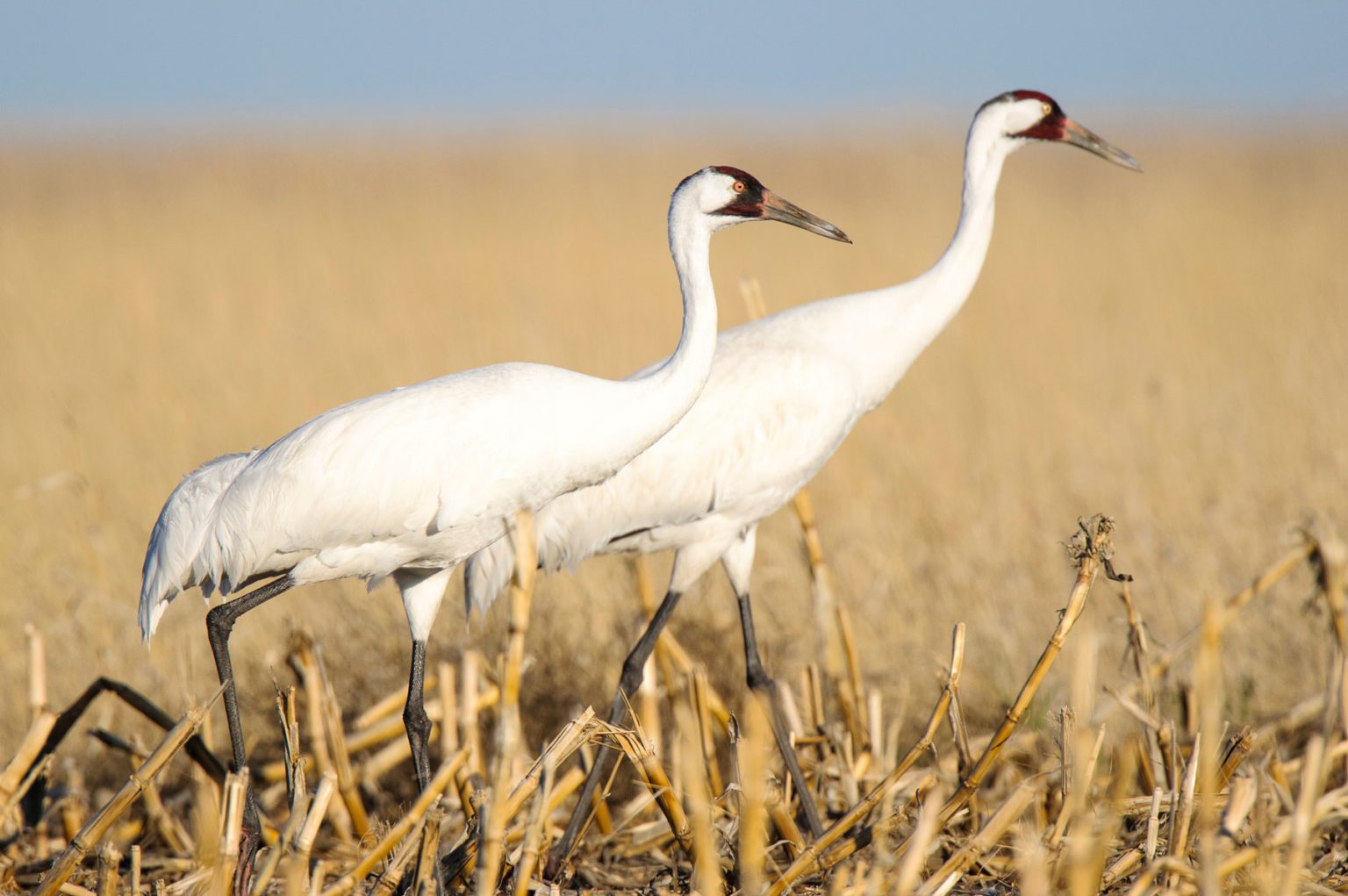 Bird Photography Tips: How to Get Close to Birds Without Disturbing ...