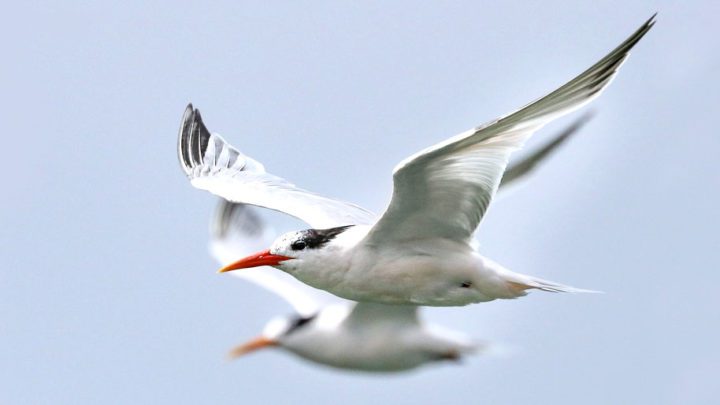 How to Get Close to Birds: 4 Strategies from a Photography Pro | Living ...