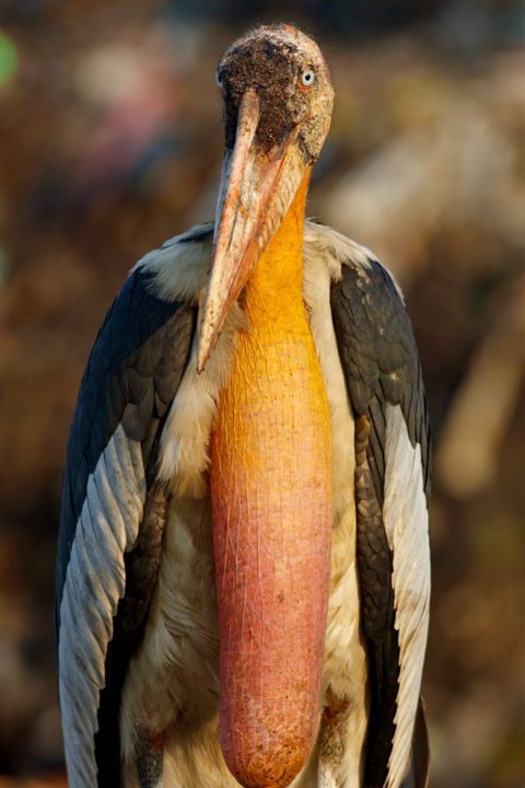 Meet the Indian Scientist Who Gave the Greater Adjutant Stork an Image ...