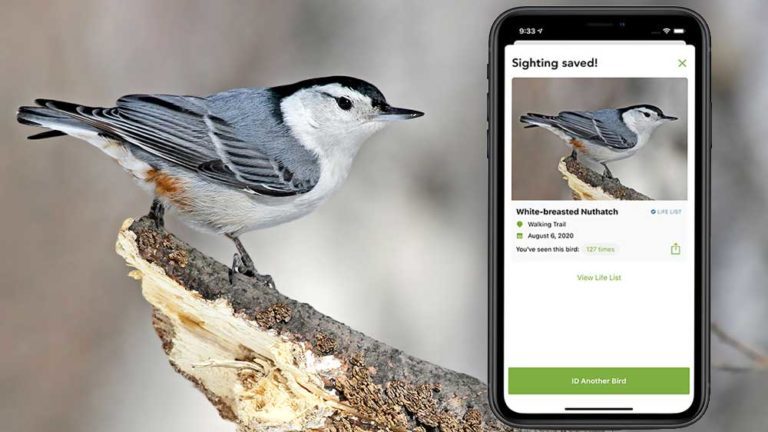 How to Save a List of Birds You've Identified Using Our Merlin App ...