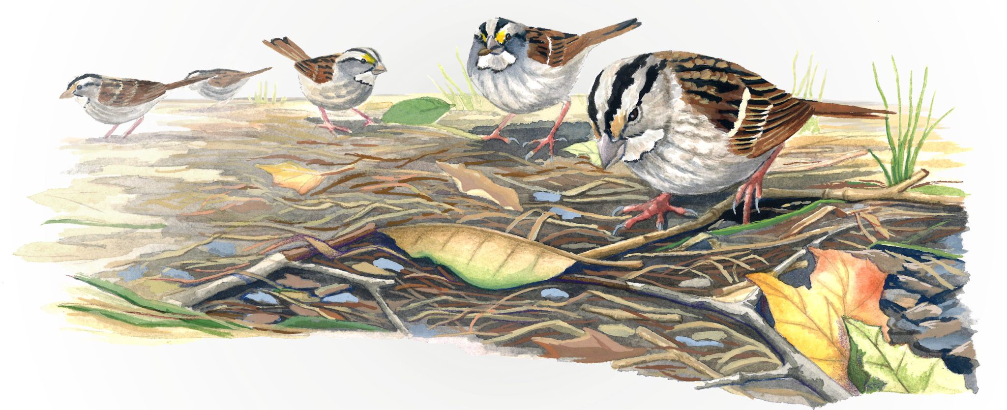 Bird Profile: White-throated Sparrow | Living Bird | All About Birds