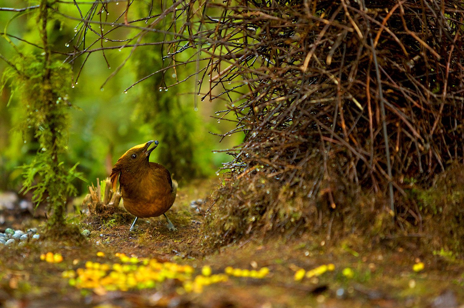 Photo Essay: The Fragile Forest Home of the Birds-of-Paradise | Living ...