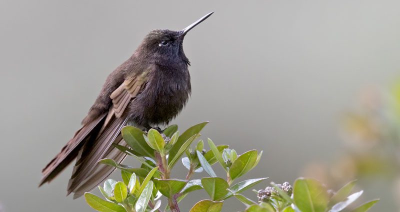 The Coolest Hummingbird, as Measured by an Actual Thermometer | Living ...