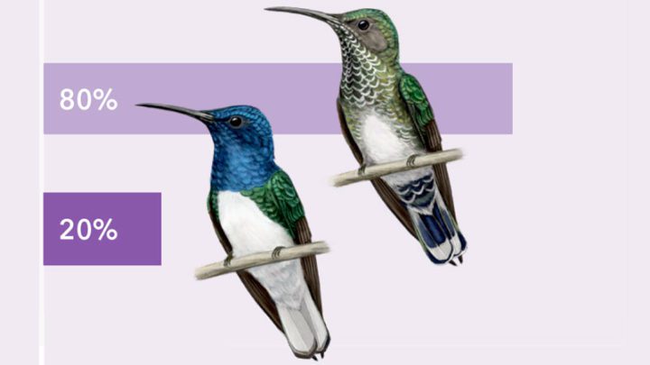 9 Hummingbird Species to Look Out for This Summer | All About Birds