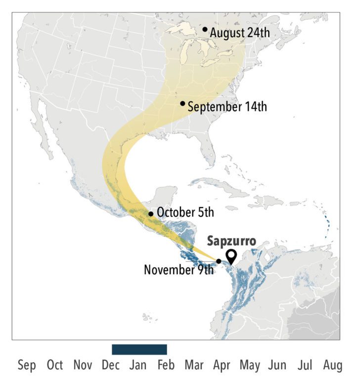 Where Do Migrants Go in Winter? New Models Provide Exquisite Detail ...