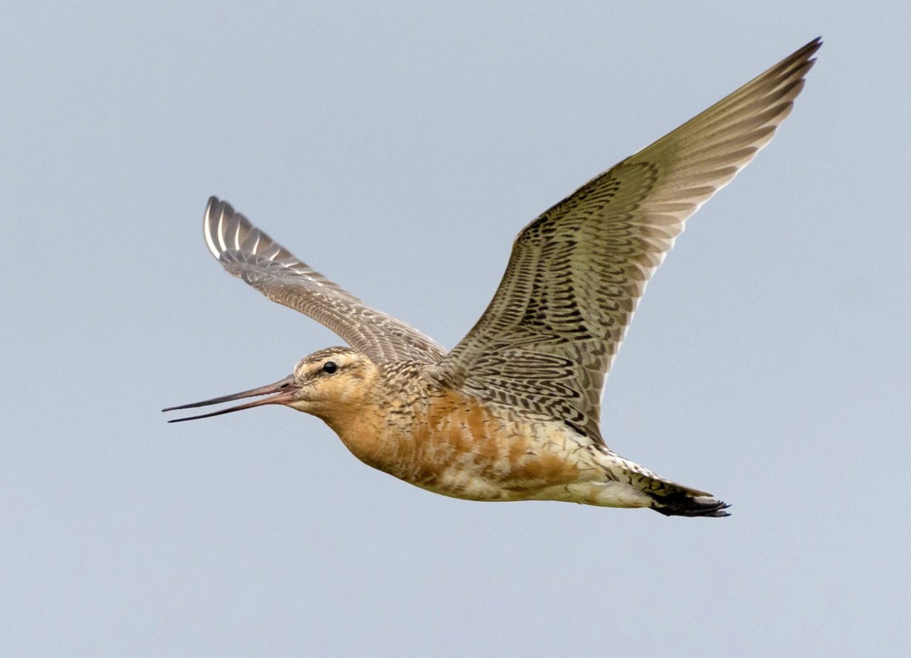 The Tide is Turning for Shorebirds of China’s Yellow Sea | Living Bird ...