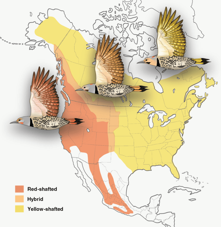 It’s Official: Red-shafted and Yellow-shafted Flickers Have Nearly ...