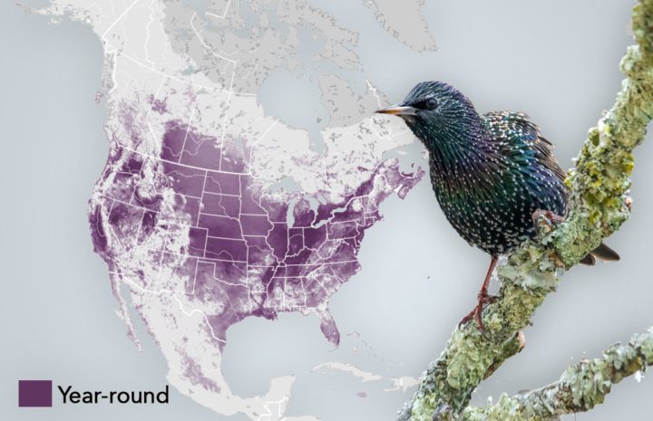 The Secret to Starling Success: It’s in Their Genes | Living Bird | All ...
