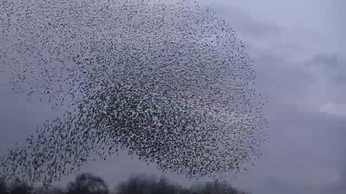 European Starling Flock