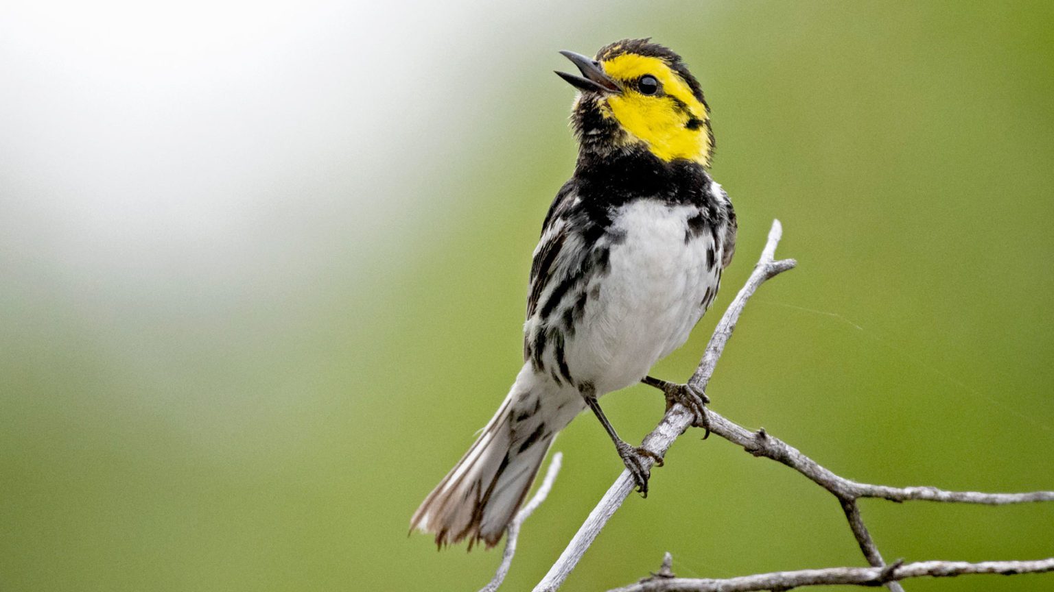 Bird ID Skills | All About Birds