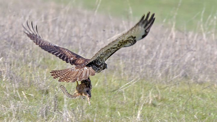 By Hunting Rodents, Raptors Help With Flood Control | Living Bird | All ...