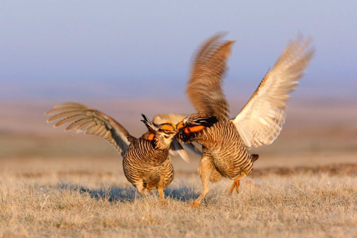 Dancers of Spring: Displaying Grouse Are a Must-See Spectacle | Living ...