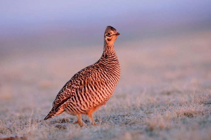 Dancers of Spring: Displaying Grouse Are a Must-See Spectacle | Living ...