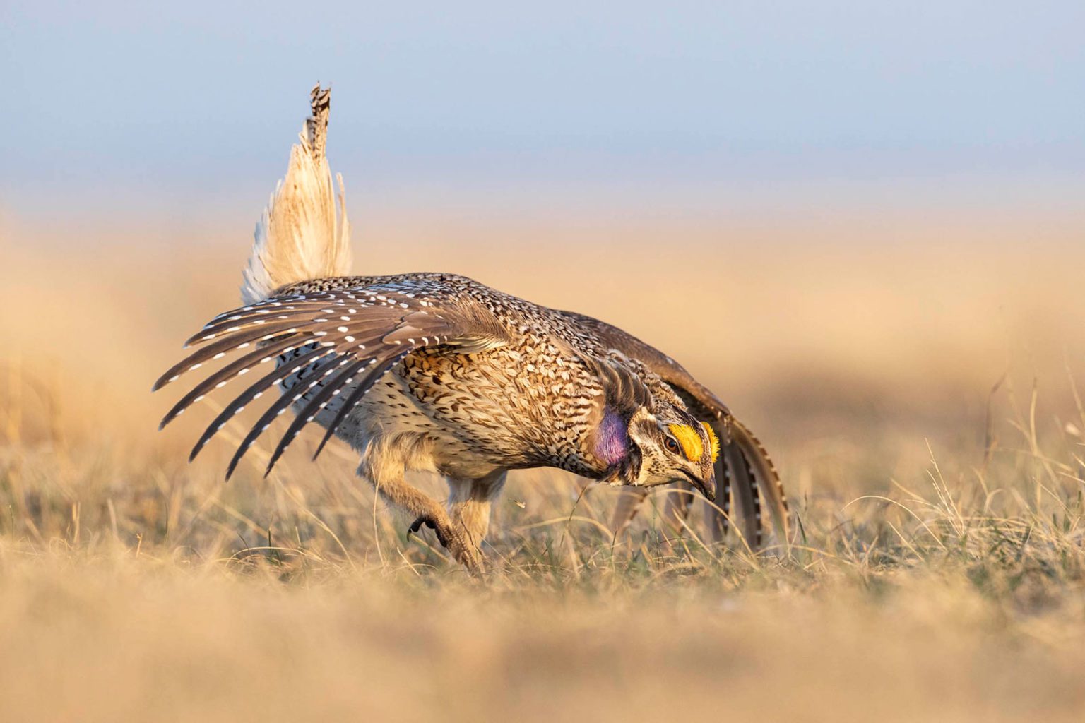 Dancers of Spring: Displaying Grouse Are a Must-See Spectacle | Living ...