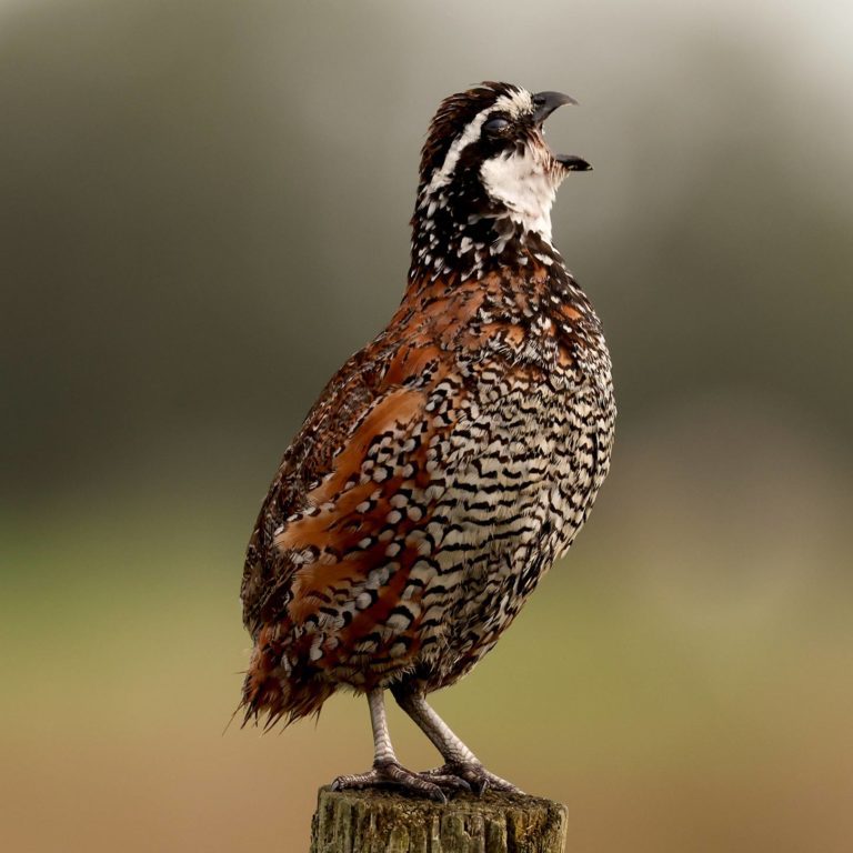Everybody Likes Bobwhite. Is That Enough to Save Them? | Living Bird ...