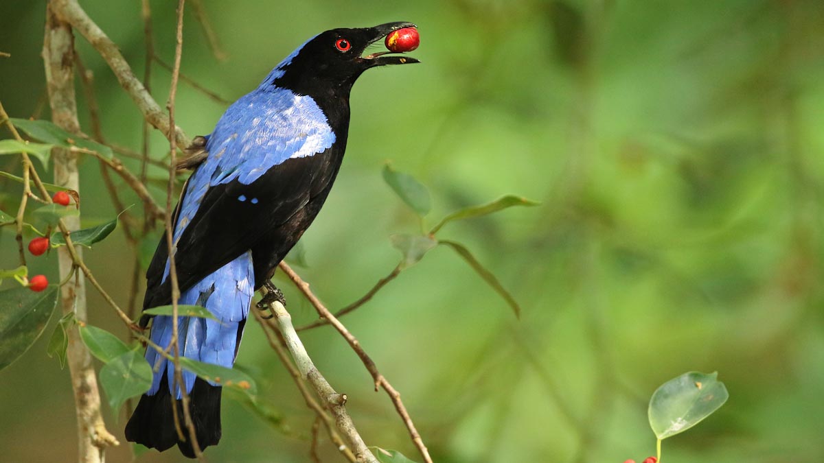 For Unusual Birds, Does Distinction Raise the Risk of Extinction ...