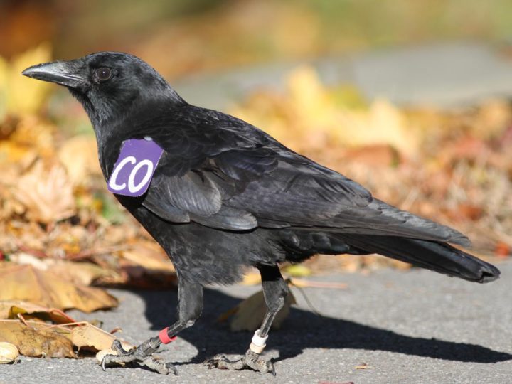 In a Hopeful First, American Crows Survive West Nile Virus | Living ...