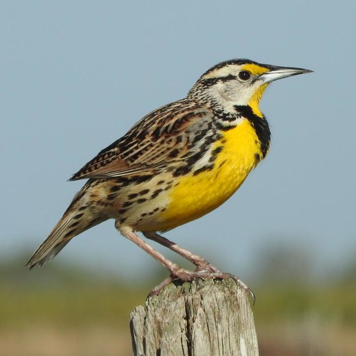 Meet the Chihuahuan Meadowlark | Living Bird | All About Birds