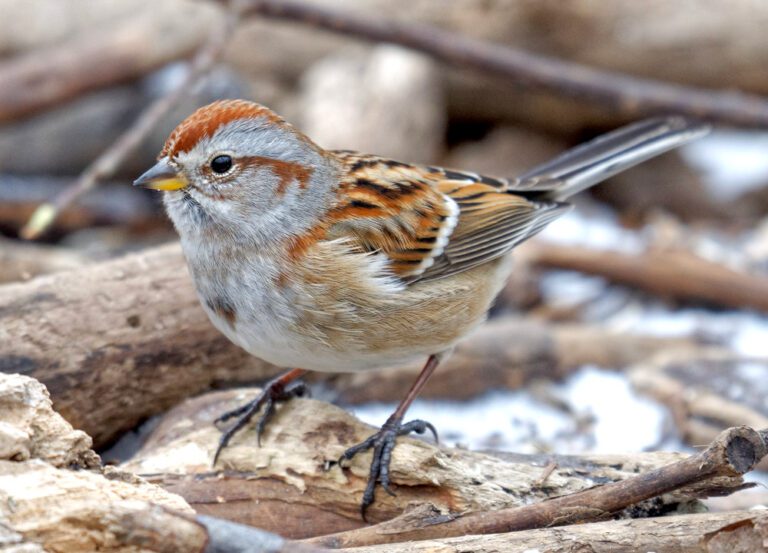 Bird Profile: American Tree Sparrow | Living Bird | All About Birds
