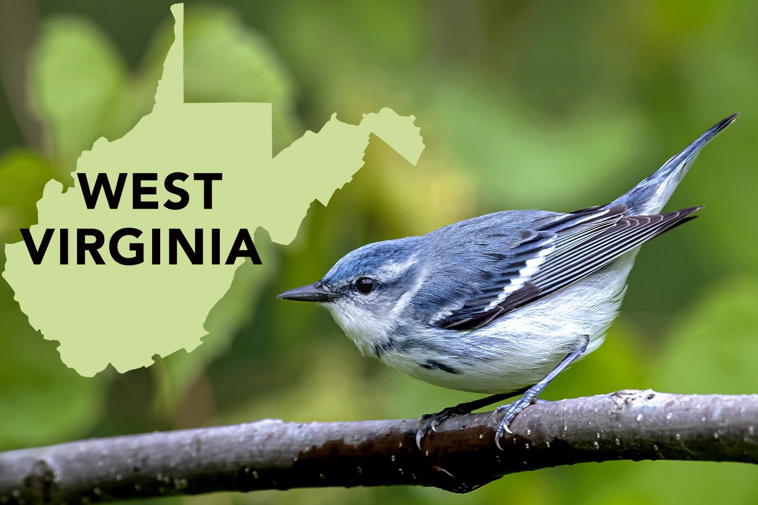A Modest Proposal: Can eBird Help Choose Better State Birds? [Part 1 ...