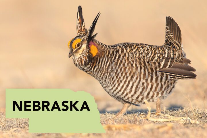 A Modest Proposal: Can eBird Help Choose Better State Birds? [Part 1 ...