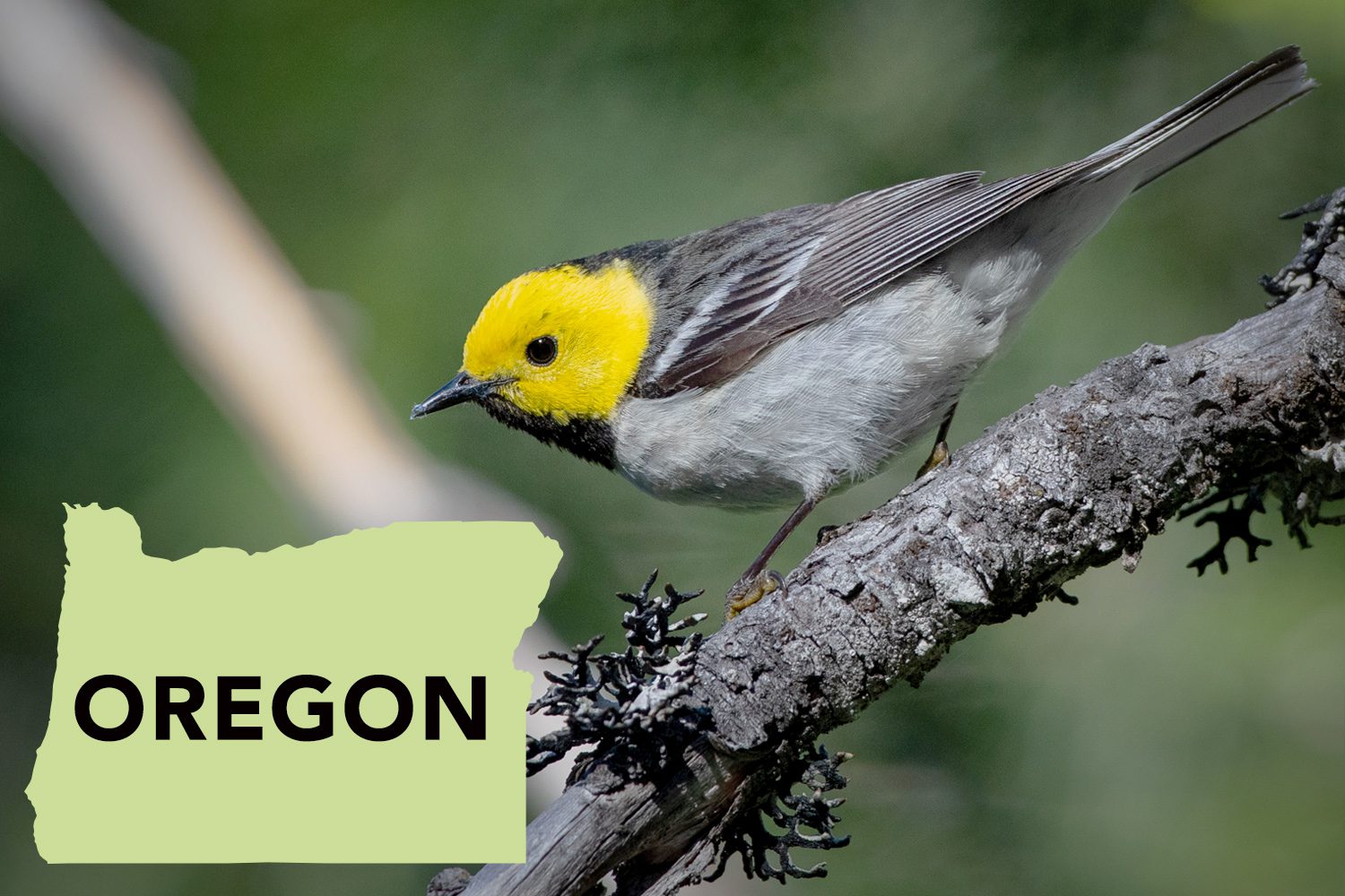 A Modest Proposal: Can eBird Help Choose Better State Birds? [Part 1 ...