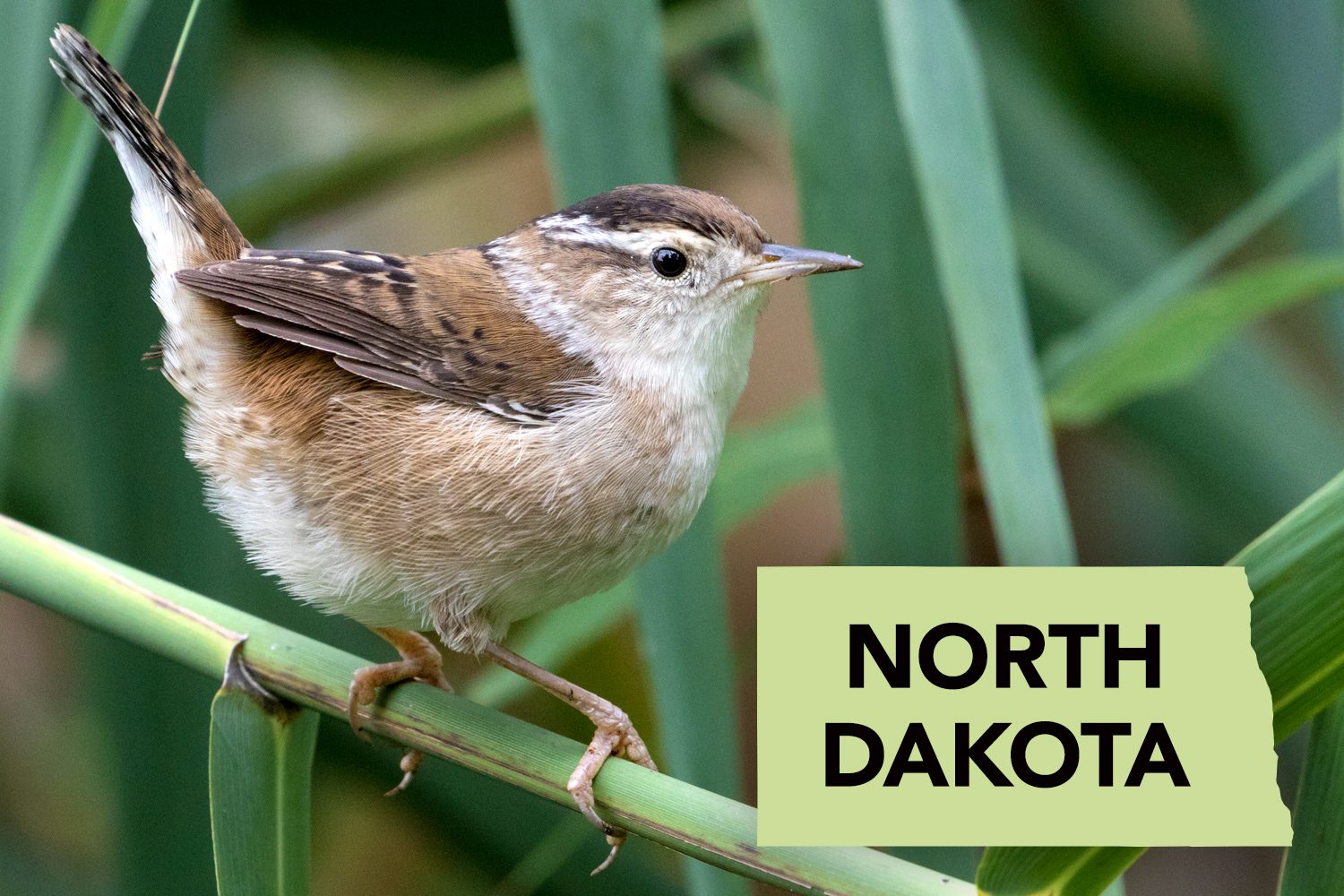 A Modest Proposal: Can eBird Help Choose Better State Birds? [Part 1 ...