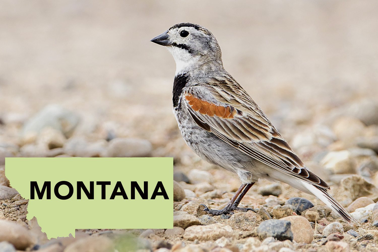 A Modest Proposal: Can eBird Help Choose Better State Birds? [Part 1 ...