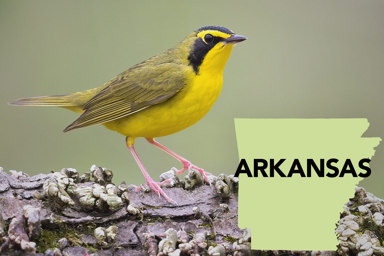 A Modest Proposal: Can eBird Help Choose Better State Birds? [Part 1 ...