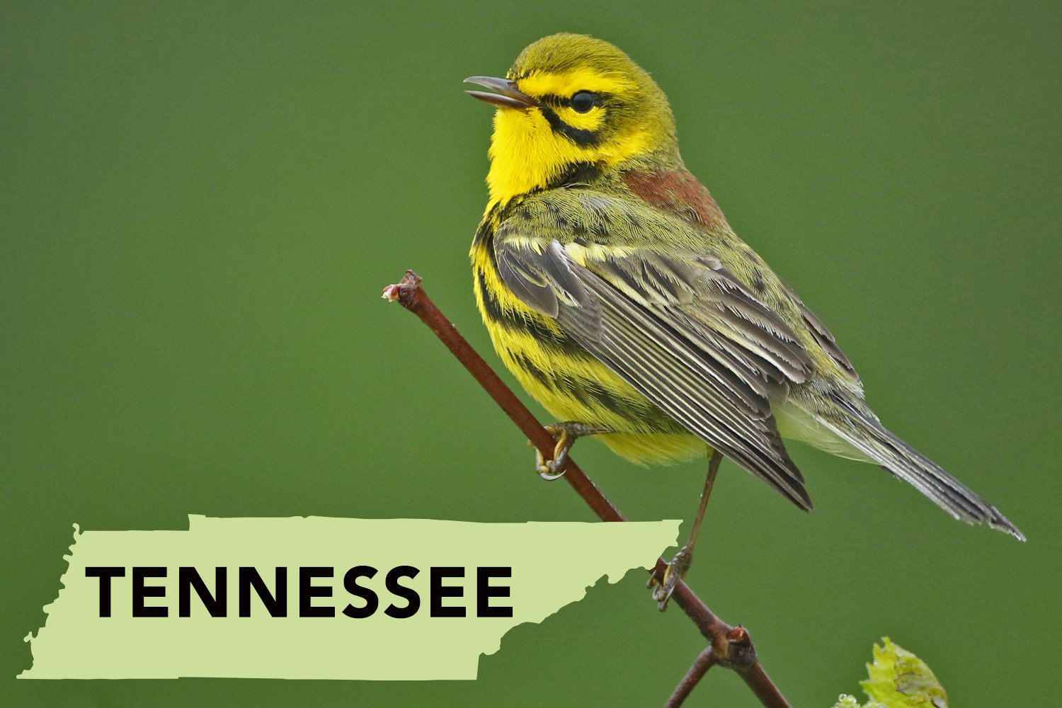 A Modest Proposal: Can eBird Help Choose Better State Birds? [Part 1 ...