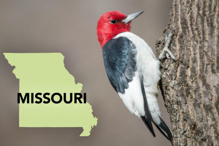 Can eBird Help Choose Better State Birds? Part 2: Robins, Chickadees ...