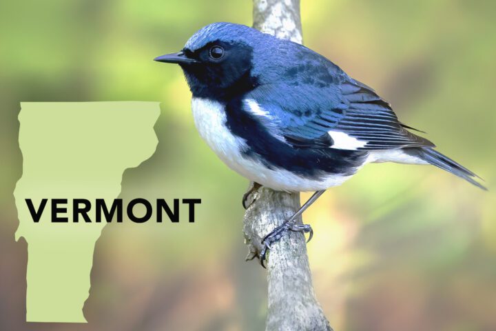 Can eBird Help Choose Better State Birds? Part 3: Birds That Mostly Don ...