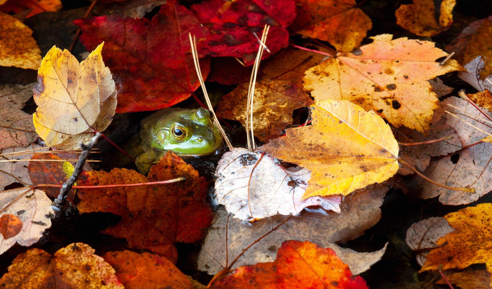 A Poet-Ornithologist Walks Walden Pond, From Boise to Concord | Living ...