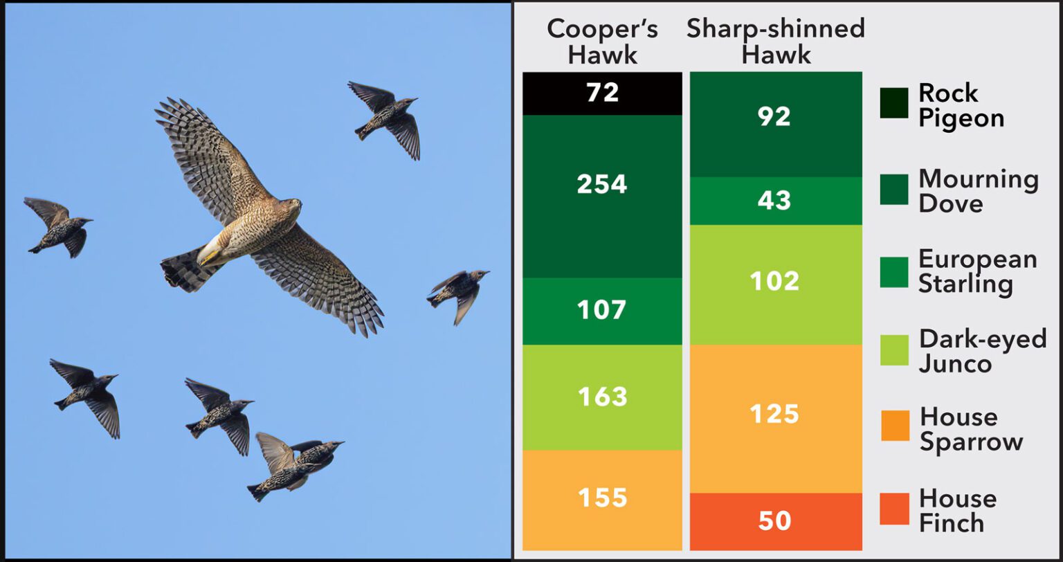 How Do Cooper’s and Sharp-shinned Hawks Coexist in Backyards ...
