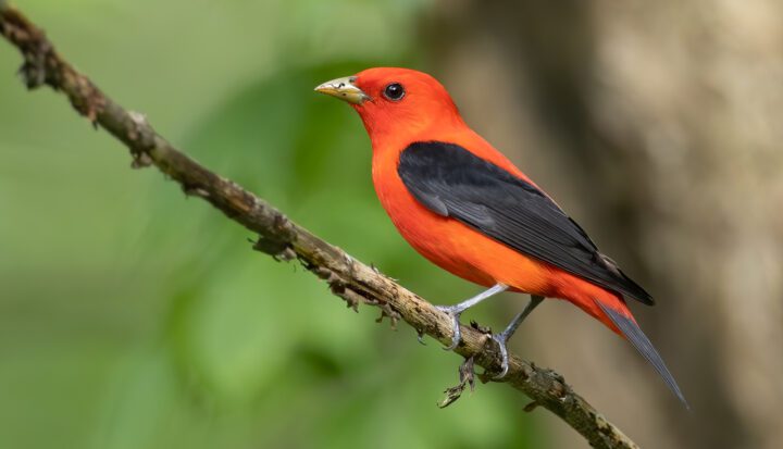 Can eBird Help Choose Better State Birds? Part 3: Birds That Mostly Don ...