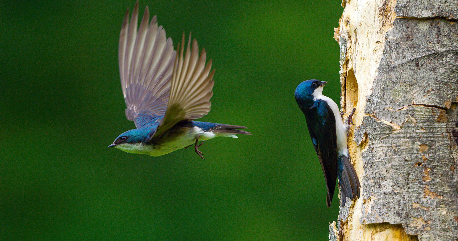 A Poet-Ornithologist Walks Walden Pond, From Boise to Concord | Living ...