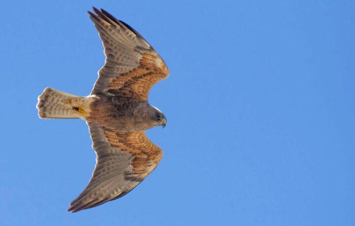 Team Sapsucker Finds 279 Species in Chile and California for Big Day ...