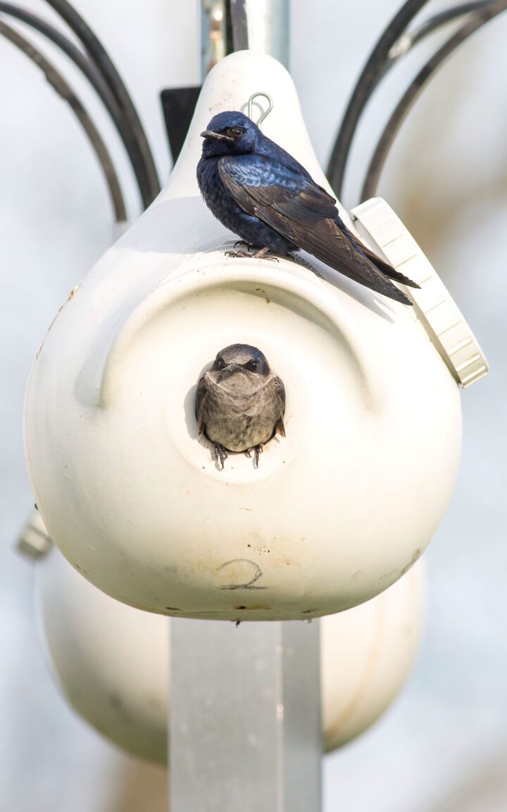 The “Purple Passion” of North America’s Purple Martin Landlords ...
