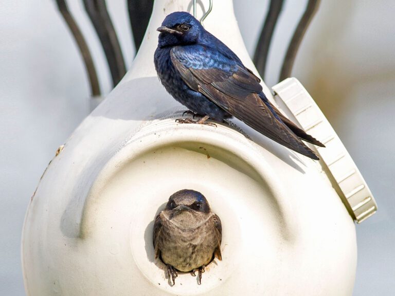 The “Purple Passion” of North America’s Purple Martin Landlords ...