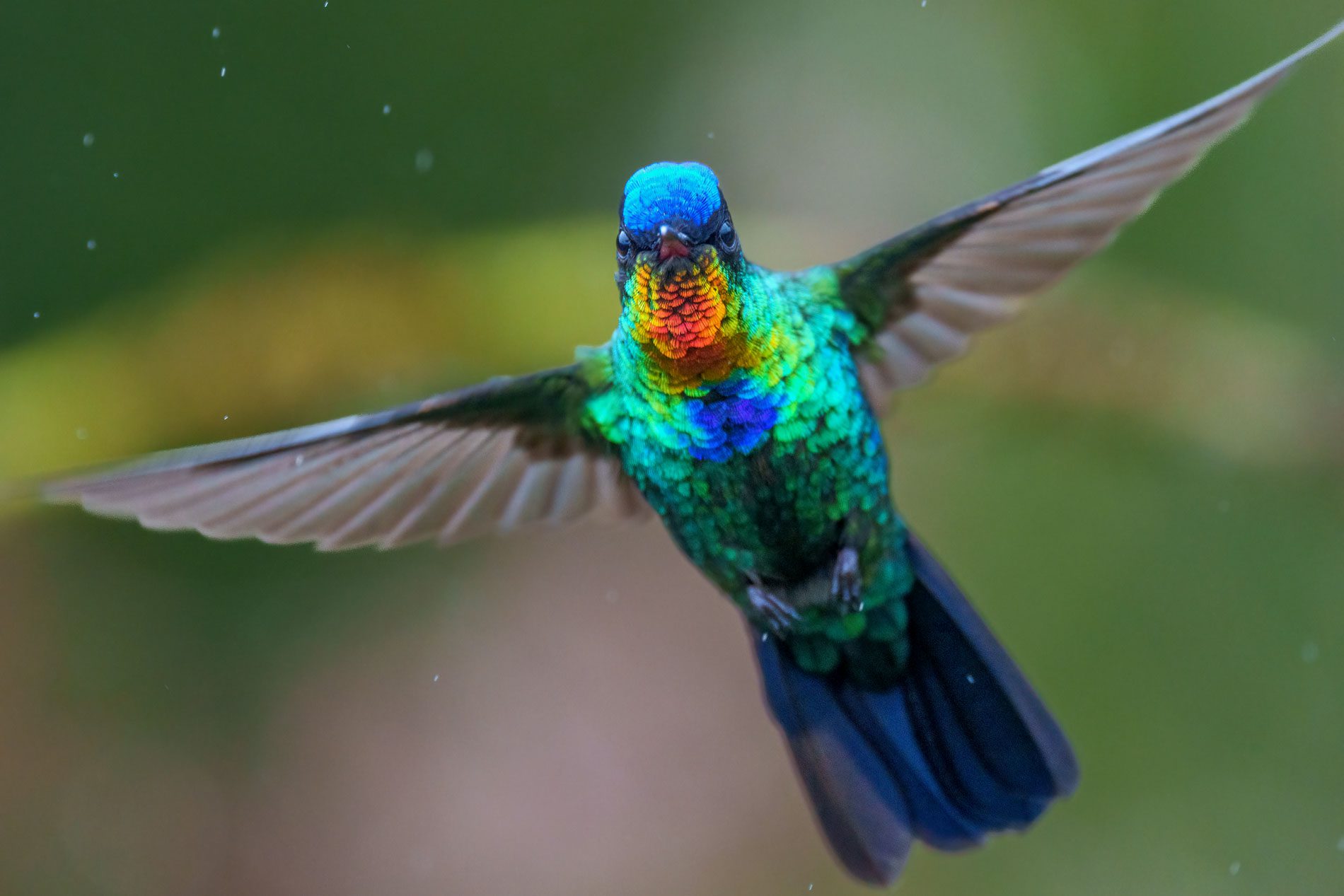What Is the Essence of Iridescence? Ask a Hummingbird | Living Bird ...