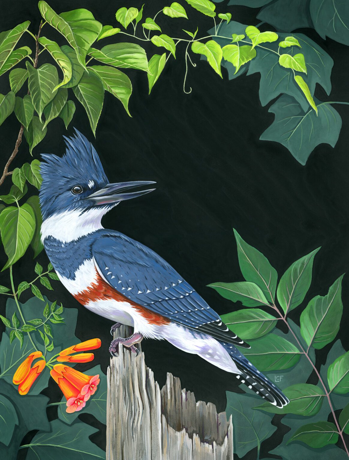 Gallery: Belted Queenfisher | Living Bird | All About Birds