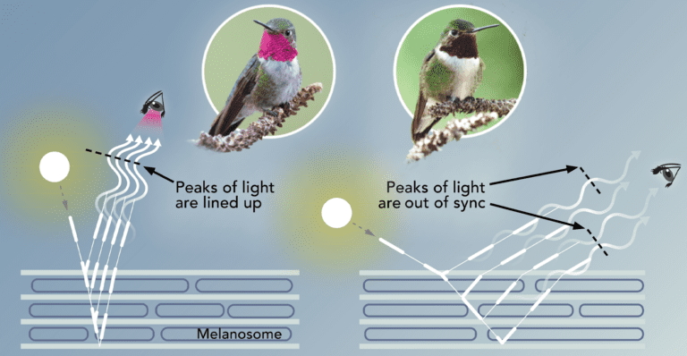What Is the Essence of Iridescence? Ask a Hummingbird | Living Bird ...